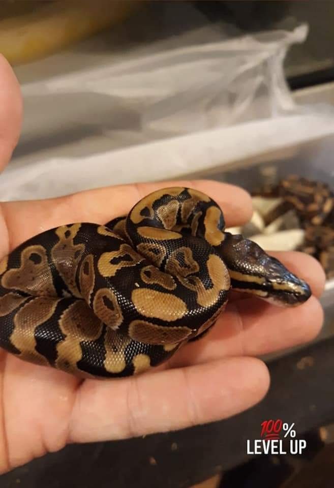 Normal Ball Python by Alareptiles - MorphMarket