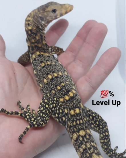 USCBB Sulfur Water Monitor by Alareptiles