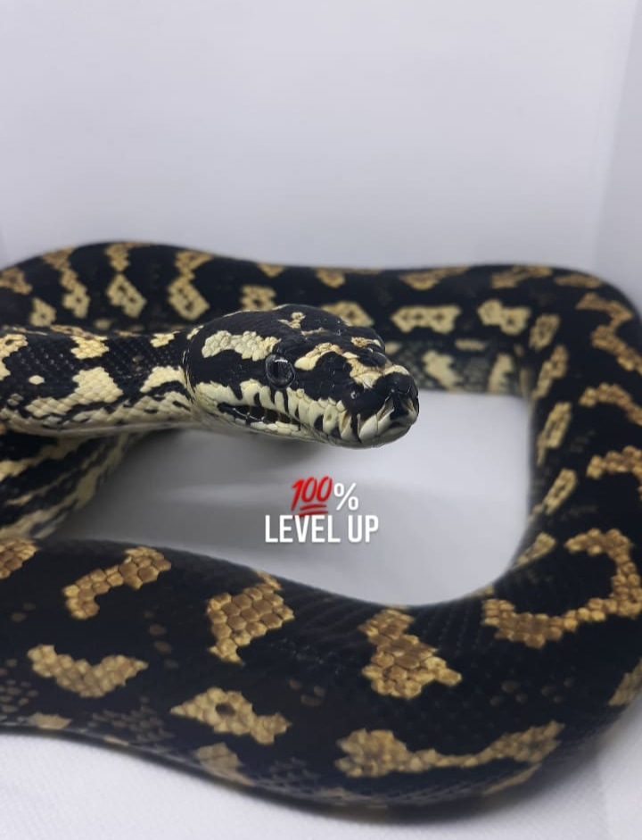 Jungle Carpet Python by Alareptiles - MorphMarket