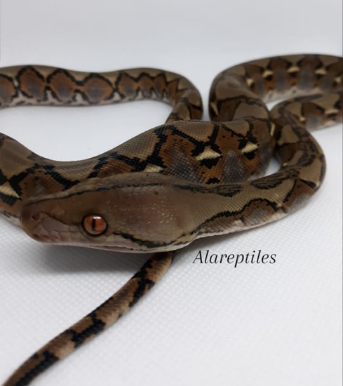 2022 Normal Het Clark Albino Reticulated Python by Alareptiles