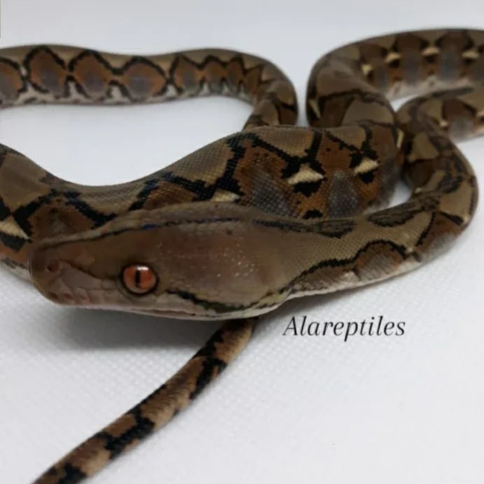 Normal Reticulated Python by Alareptiles - MorphMarket