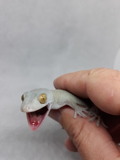 USCBB Powder Blue Tokay Gecko by Alareptiles