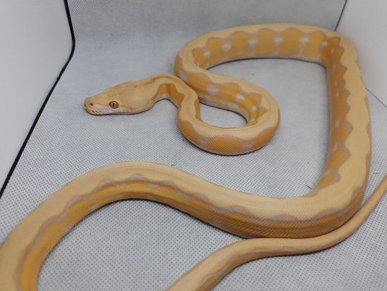 Lavender Sunfire Platinum Reticulated Python by Alareptiles