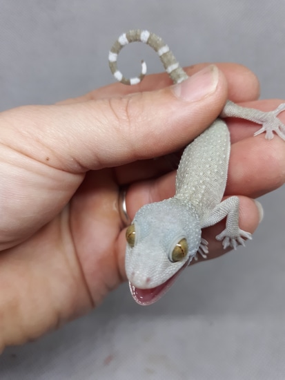 USCBB Patternless Blue Tokay Gecko by Alareptiles