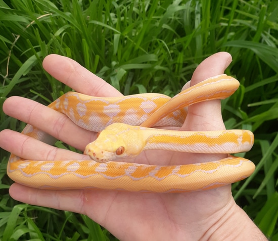 Sunfire Lavender Reticulated Python by Alareptiles