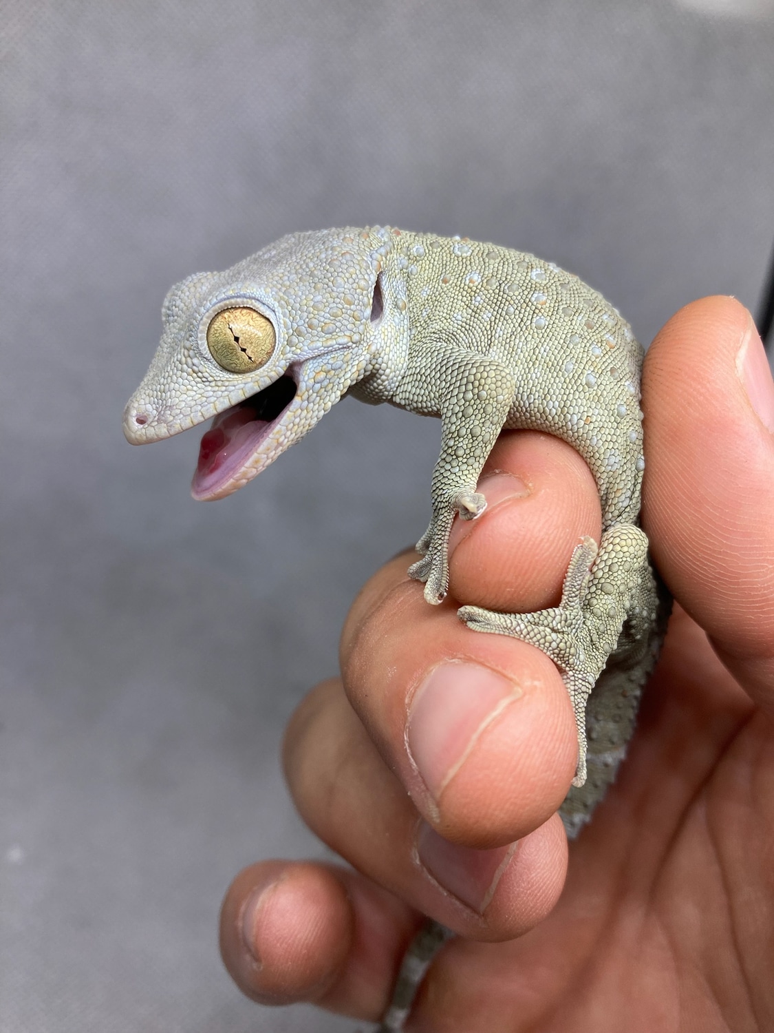 USCBB Blue Headed Green Tokay Gecko by Alareptiles - MorphMarket
