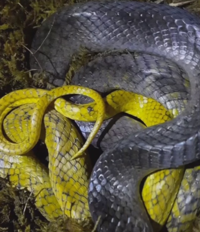 Adult Pair!!! Cribo & Indigo Snakes by Alareptiles - MorphMarket