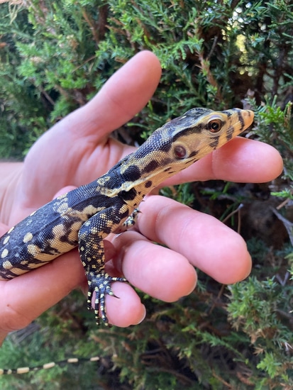 *Sale!!! Double Het Axanthic/sulfur Water Monitor by Alareptiles