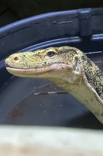 Proven Sulfur Water Monitor by Alareptiles