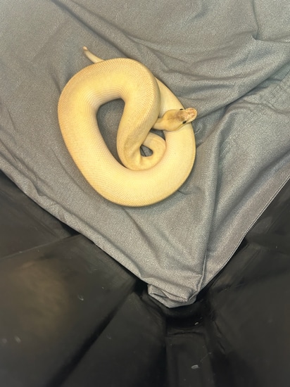 Champagne Pastel Mojave POS Het Hypo Ball Python by All Around Reptilesss