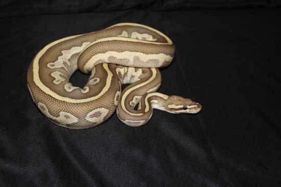 Lesser Leopard Ember Yellowbelly Het Hypo Ball Python by All Around Reptilesss