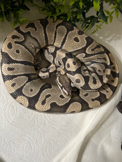 Scaless Head Hypo Het VPI Axanthic Ball Python by All Around Reptilesss