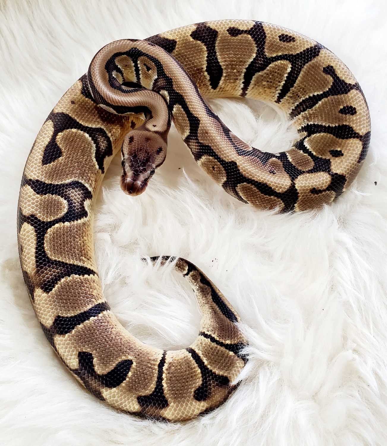 Hidden Gene Woma 100% Het Pied Ball Python by Python Bliss - MorphMarket