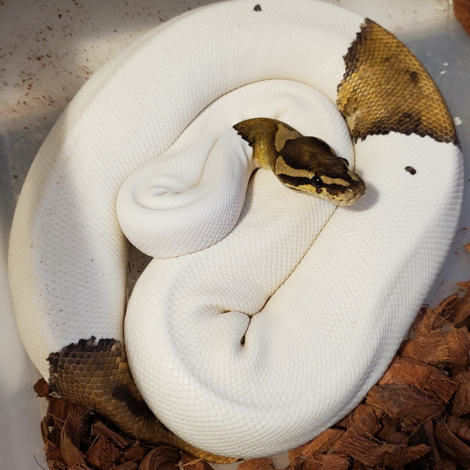 Python Bliss's Collection - MorphMarket