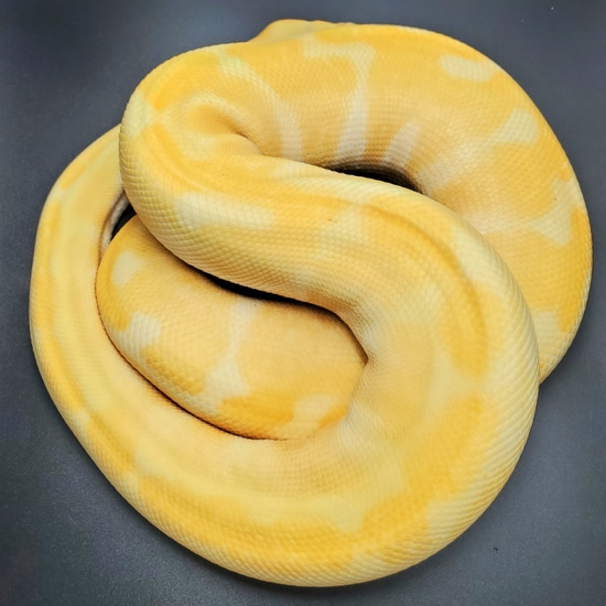 PB Enchi Albino Ball Python by Python Bliss