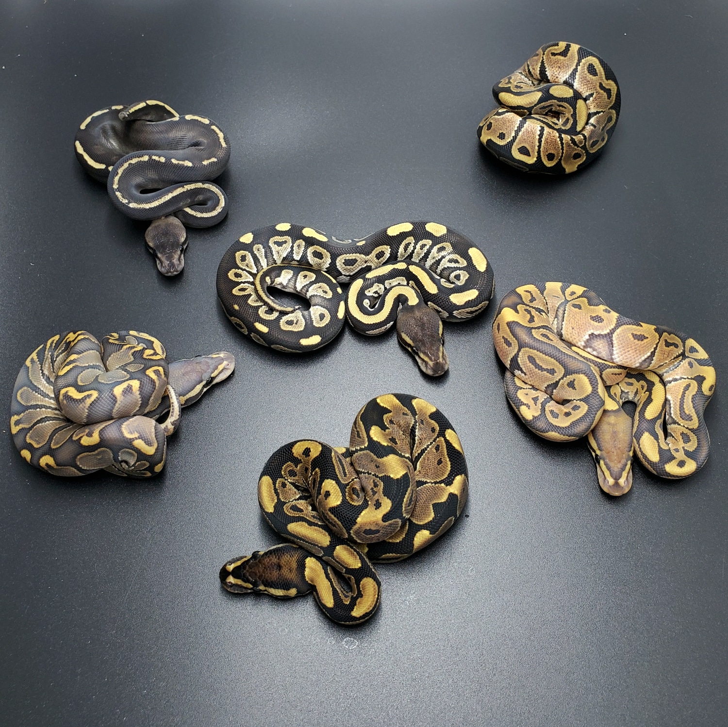 Ball Python Clutch: BLISS2301-EK by Python Bliss - MorphMarket