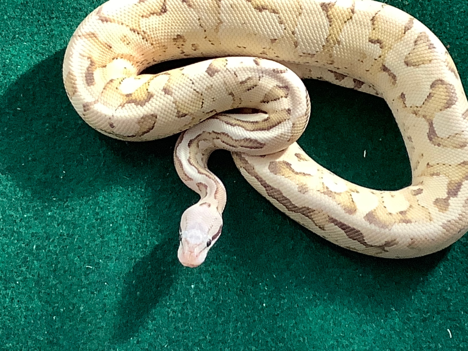 Vanilla Scream Ball Python by Albert P. Clark - MorphMarket