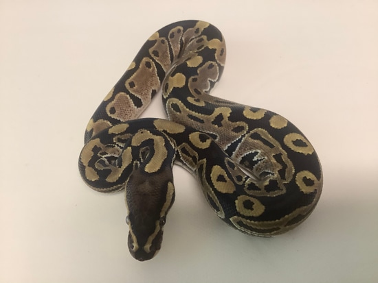 Double Het Albino/ Piebald Ball Python by Albert P. Clark