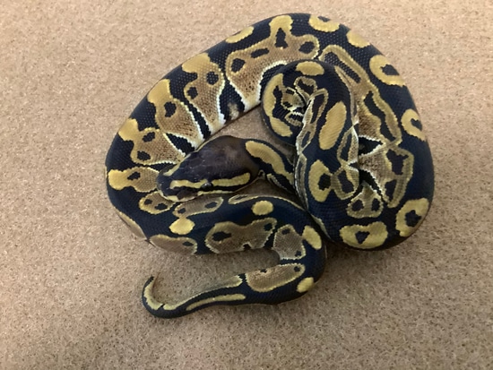Double Het Albino/ Piebald Ball Python by Albert P. Clark