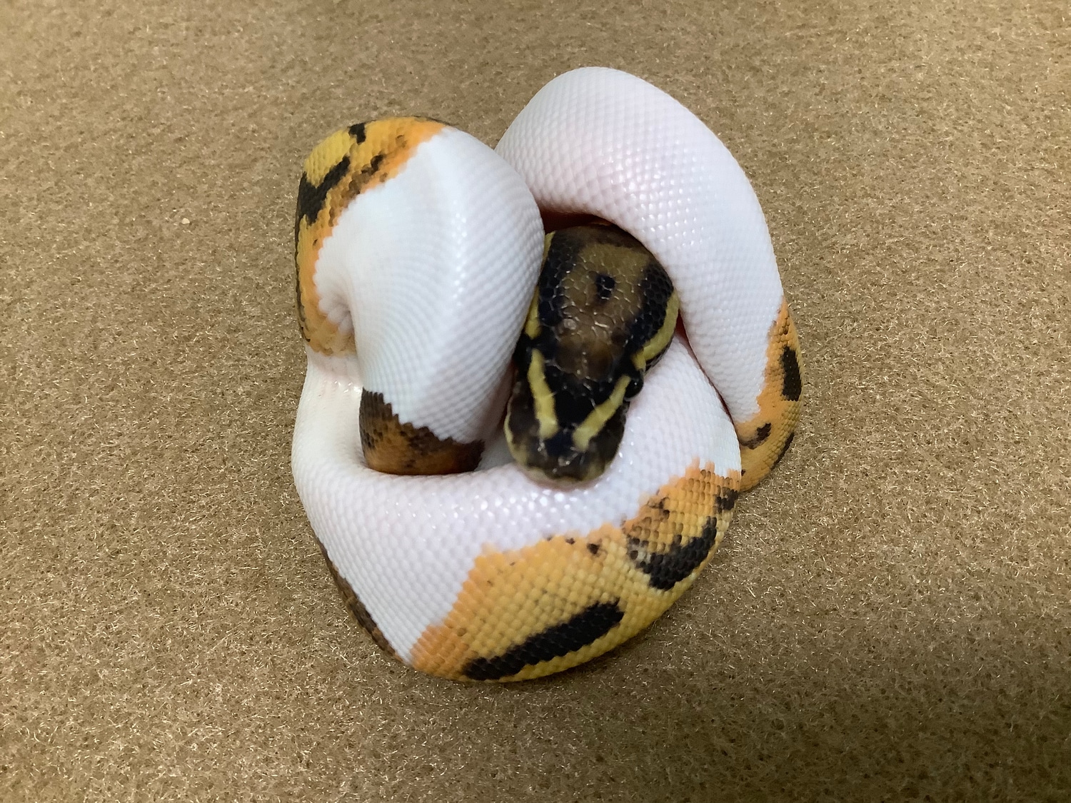 Orange Dream Pyro Piebald Ball Python by Albert P. Clark - MorphMarket