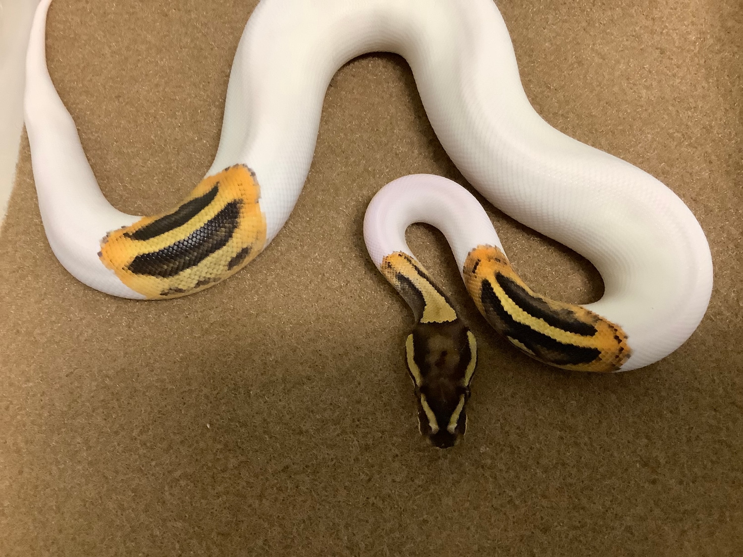 Orange Dream Fire Piebald Ball Python by Albert P. Clark - MorphMarket
