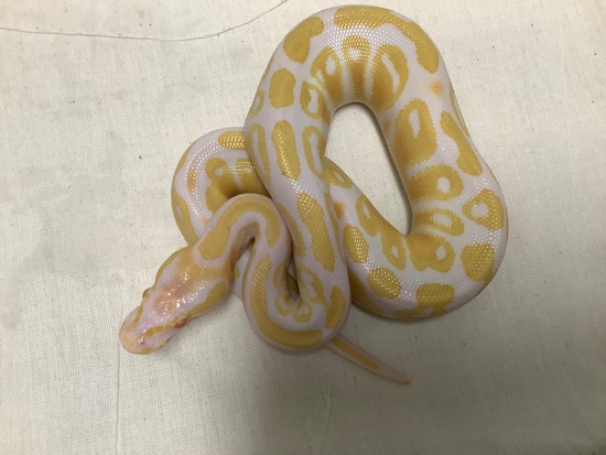 ALBINO Ball Python by Albert P. Clark