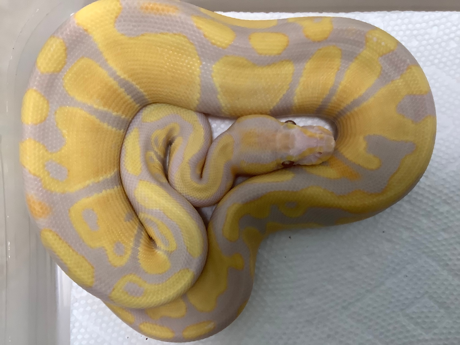 Candino Ball Python by Albert P. Clark - MorphMarket