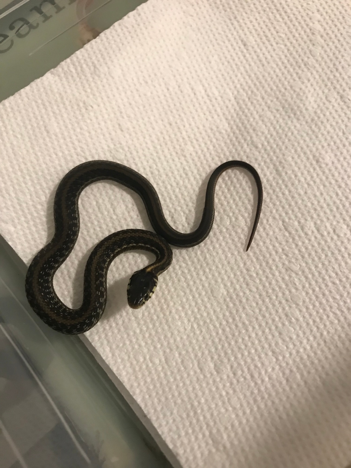 Lake Chapala Garter Snake by Albert P. Clark - MorphMarket