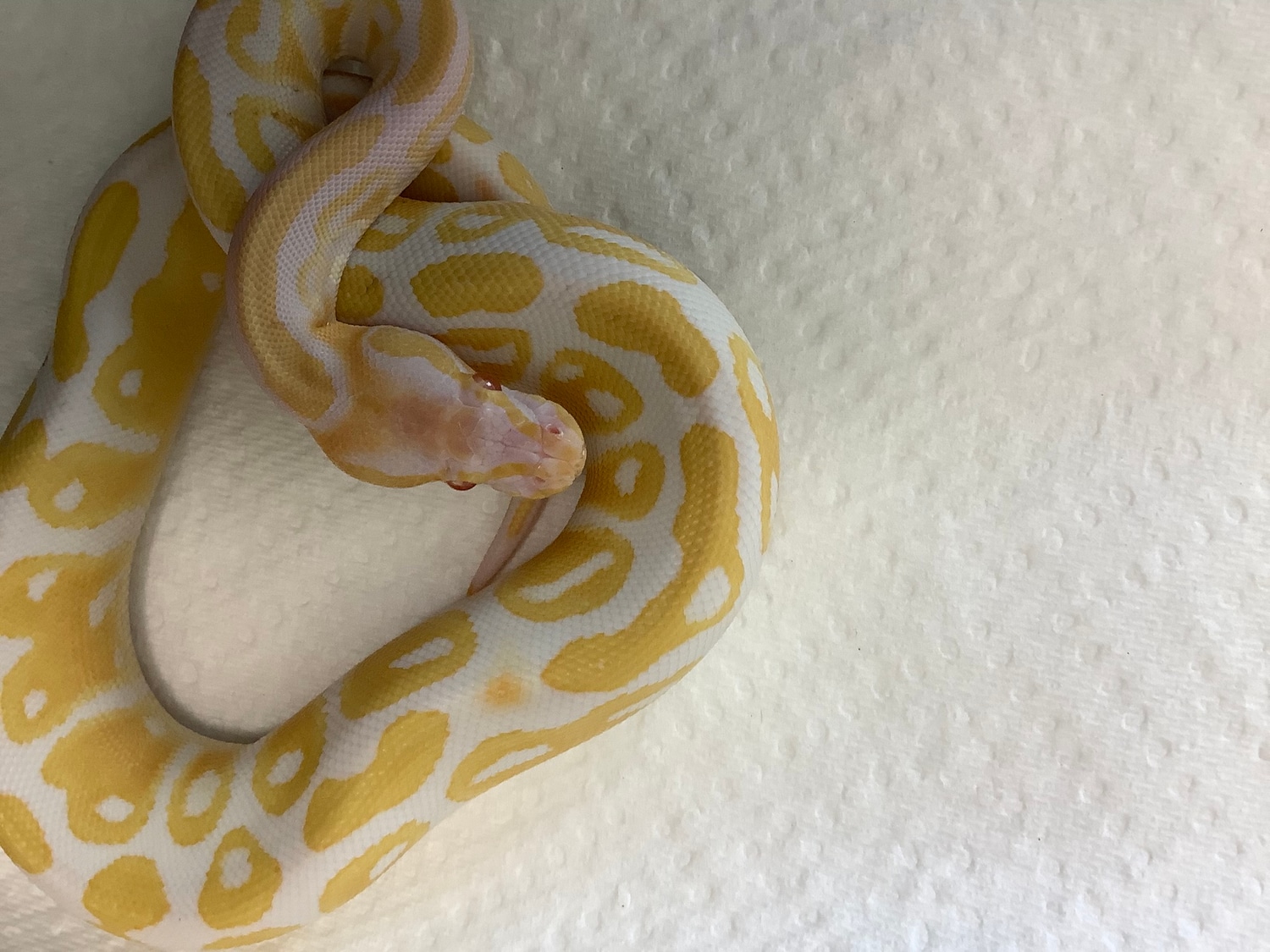 Albino Ball Python by Albert P. Clark - MorphMarket
