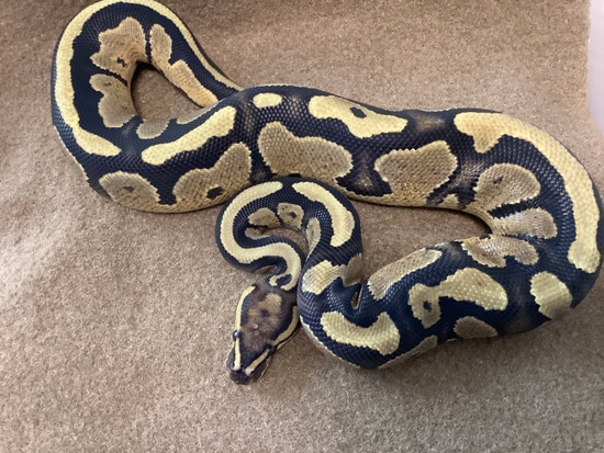 Orange Dream Fire Het Piebald Ball Python by Albert P. Clark