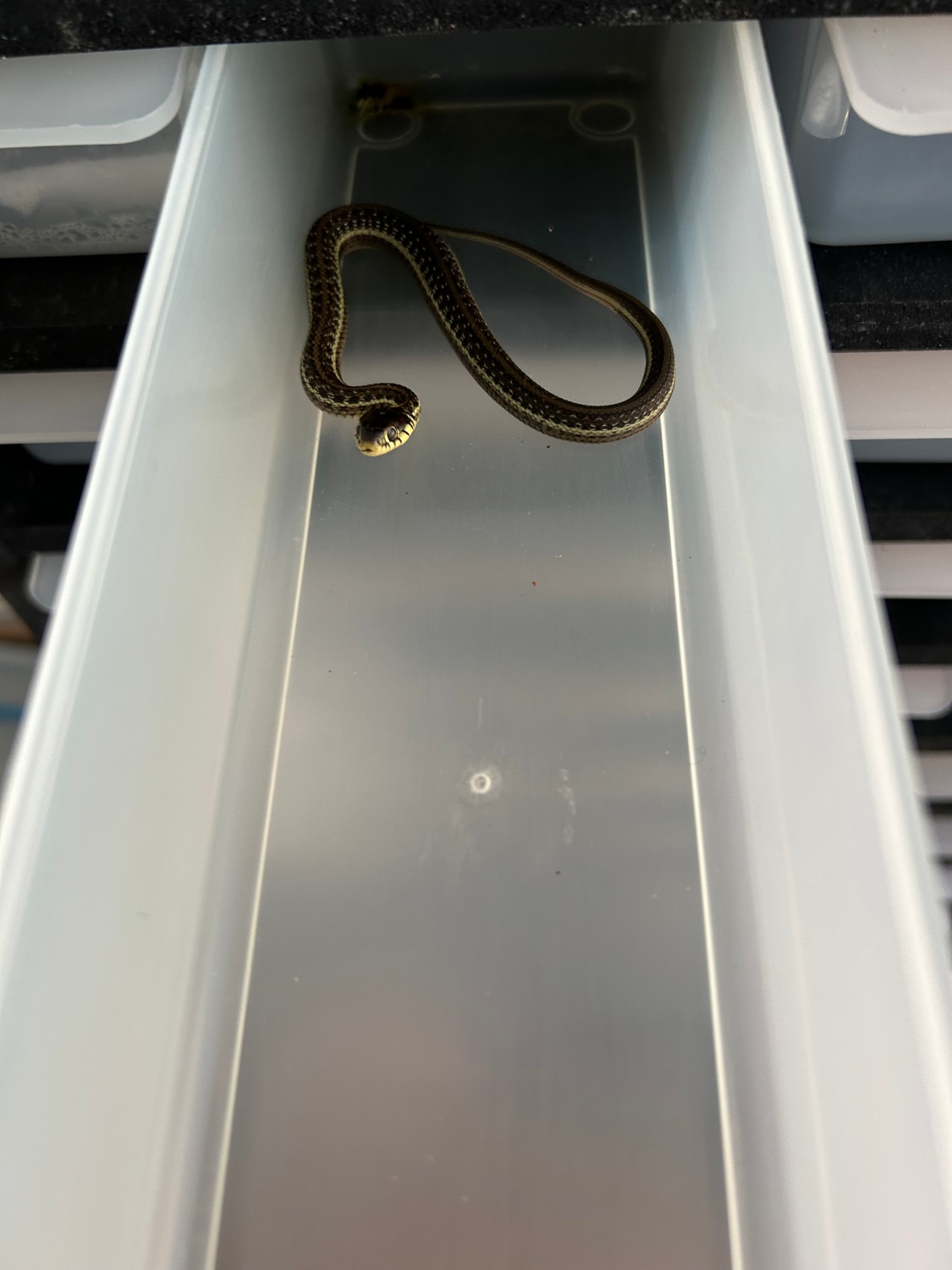 Baby Lake Chapala Garter Garter Snake by Albert P. Clark - MorphMarket