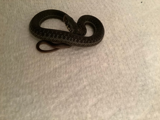 Lake Chapala Garter Garter Snake by Albert P. Clark