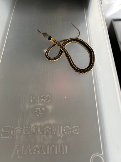 Tropical Blackneck Garter Snake by Albert P. Clark