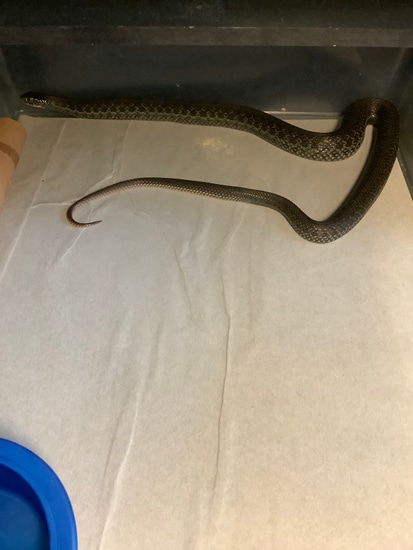 Lake Chapala Garter Garter Snake by Albert P. Clark