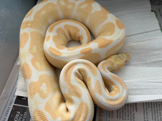 Albino Ball Python by Albert P. Clark