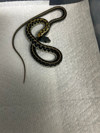 Tropical Blackneck Garter Snake by Albert P. Clark