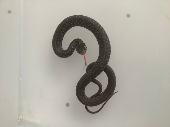 Lake Chapala Garter Garter Snake by Albert P. Clark