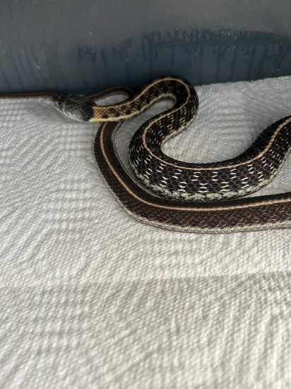 Tropical Blackneck Garter Snake by Albert P. Clark