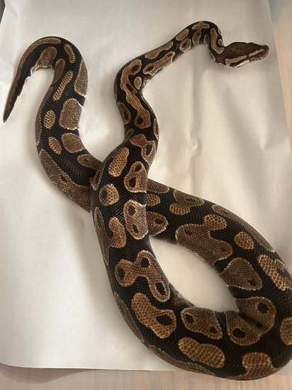 Het Albino /het Piebald Ball Python by Albert P. Clark