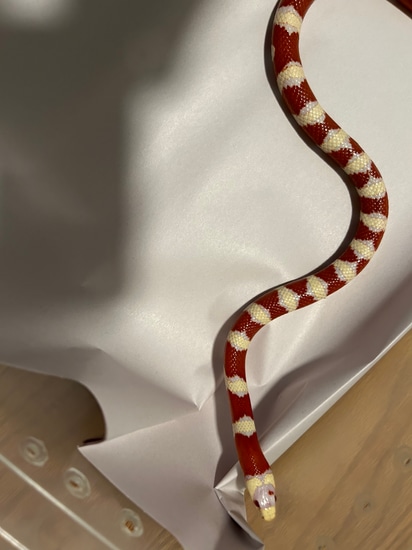 Albino Arizona Mountain Kingsnake by Albert P. Clark