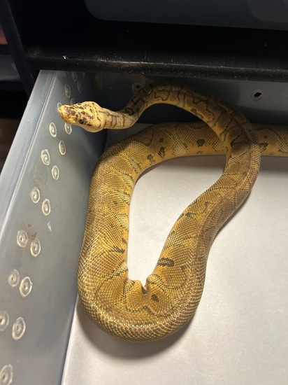 Killer Clown Ball Python by Albert P. Clark