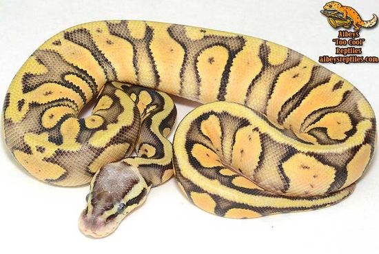 Super Pastel Orange Dream Yellow Belly Available Now Ball Python by ...