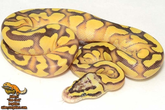 Mocha Pastel Fire Enchi Yellow Belly Available Now Ball Python by Albey ...