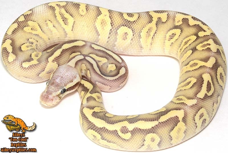 Superfly Mojave Available Now Ball Python by Albey's "Too Cool ...