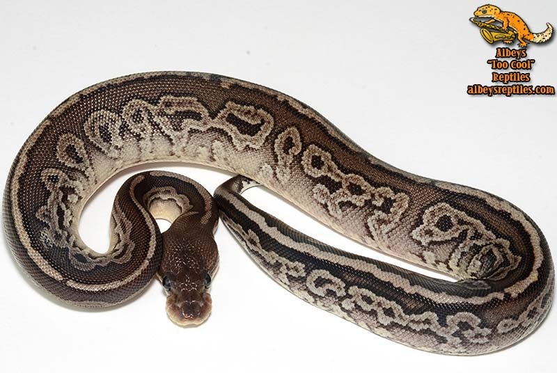 Gargoyle - Cinnamon/Green Pastel (Lace Black Back) Available Now Ball ...