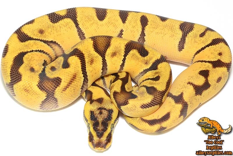 Super Enchi Pastel Available Now Ball Python by Albey's "Too Cool ...