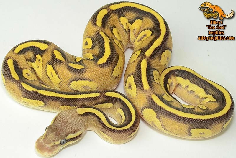 Black Head Pastel Mojave Sauce (Fire) Yellow Belly Red Gene Ringer Gene ...