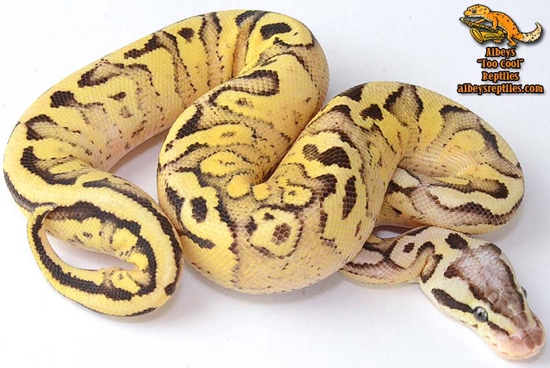 Pastel Fire Yellow Belly Red Stripe Available Now Ball Python by Albey ...