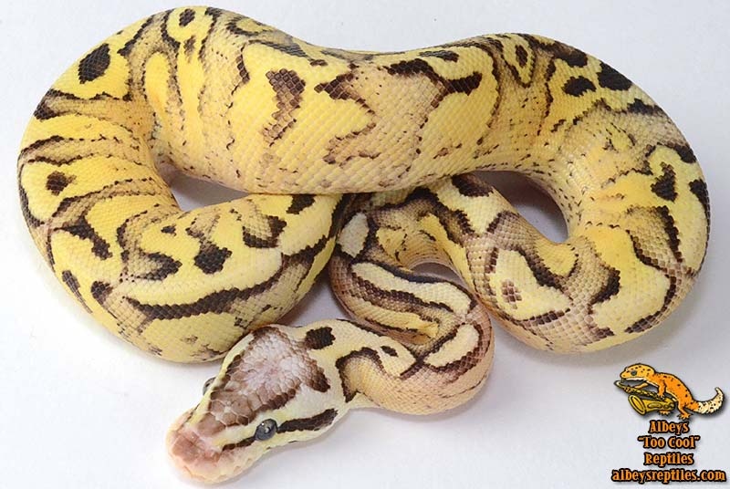Pastel Fire Yellow Belly Red Stripe Available Now Ball Python by Albey ...