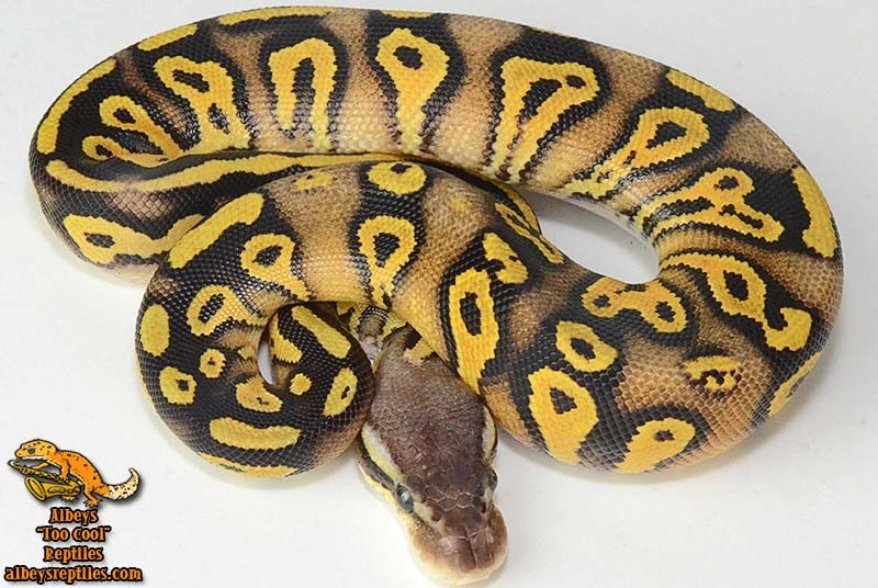 Pastel Yellow Belly Black Head Red Gene Ringer Gene Available Now Ball ...